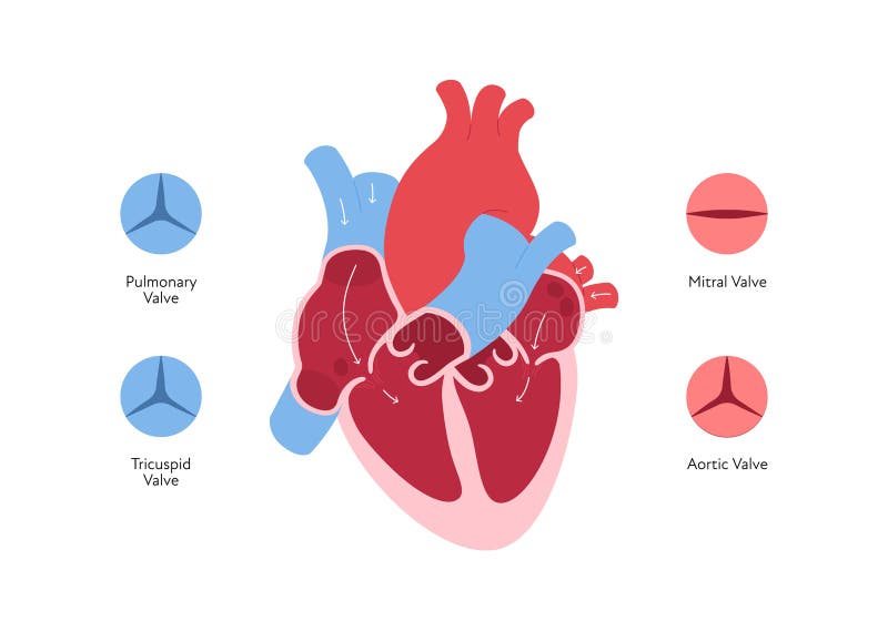 Heart Anatomy Infographic Chart. Vector Color Flat Illustration Stock ...