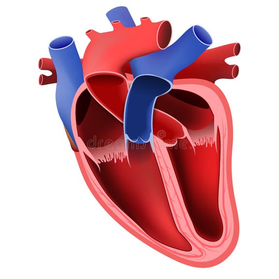 Labeled Human Circulatory System Stock Illustrations 57 Labeled Human