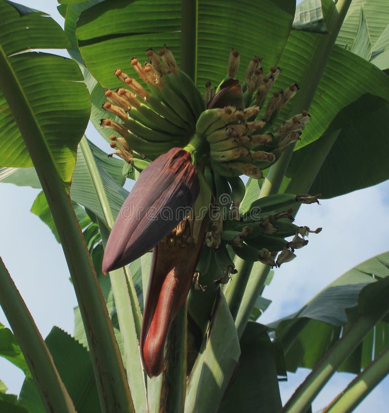 Heart of banana stock photo. Image of garden, banana - 213053558