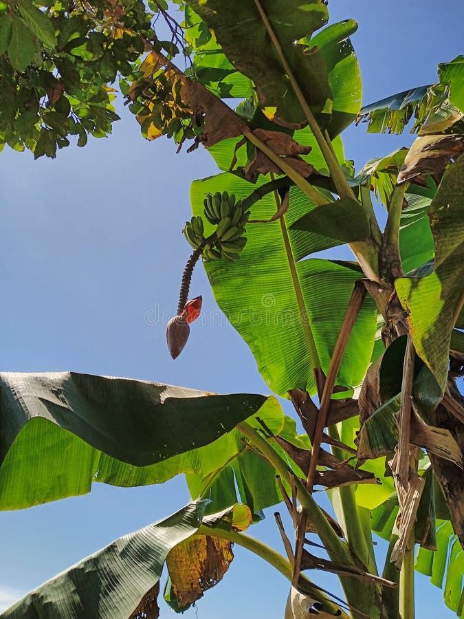 Heart of banana tree stock image. Image of heart, fruit - 229965673