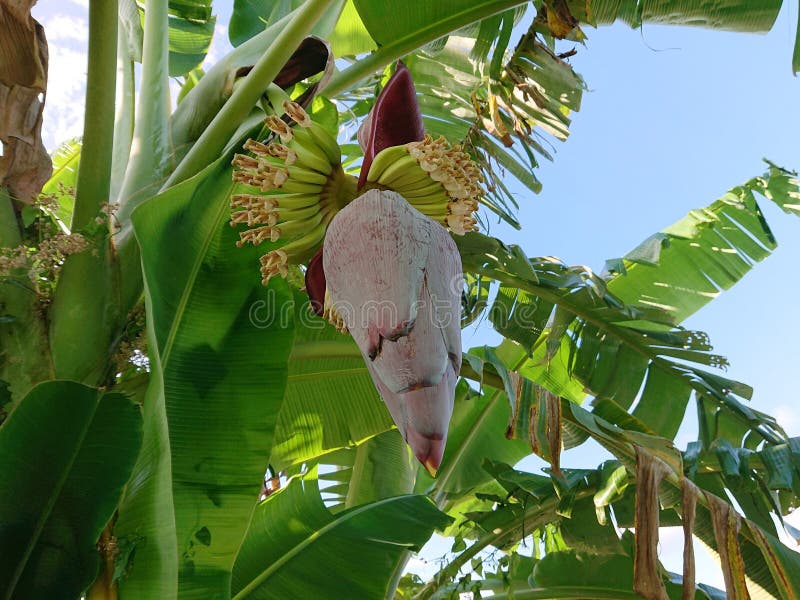 The Heart of the Banana Tree is Starting To Show Fruit Stock Photo ...