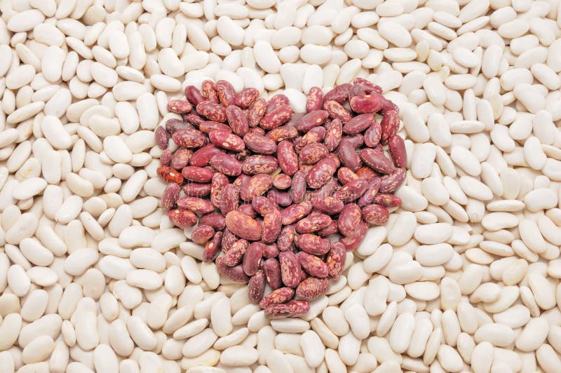 Heart of the beans. stock image. Image of corn, group - 19444755