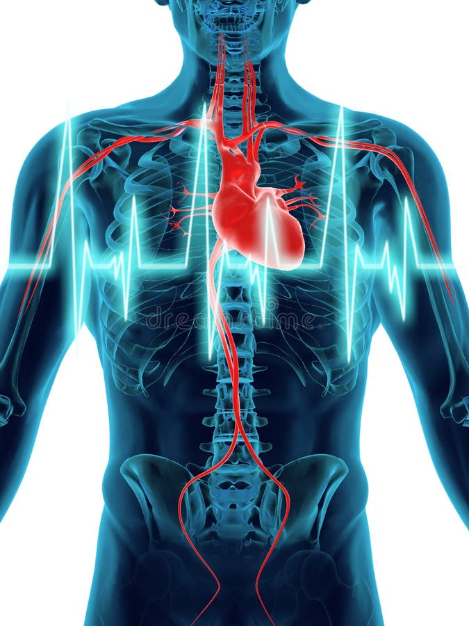 Human Heart Beat stock illustration. Illustration of digitally - 22332904