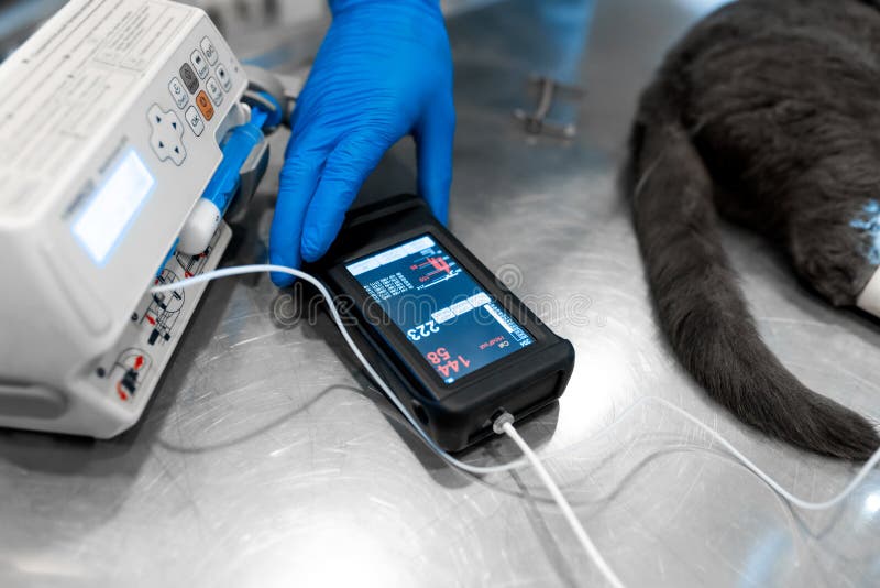 Heart Beat Counter Connected To Cat on Operation Table. Pet Surgery ...