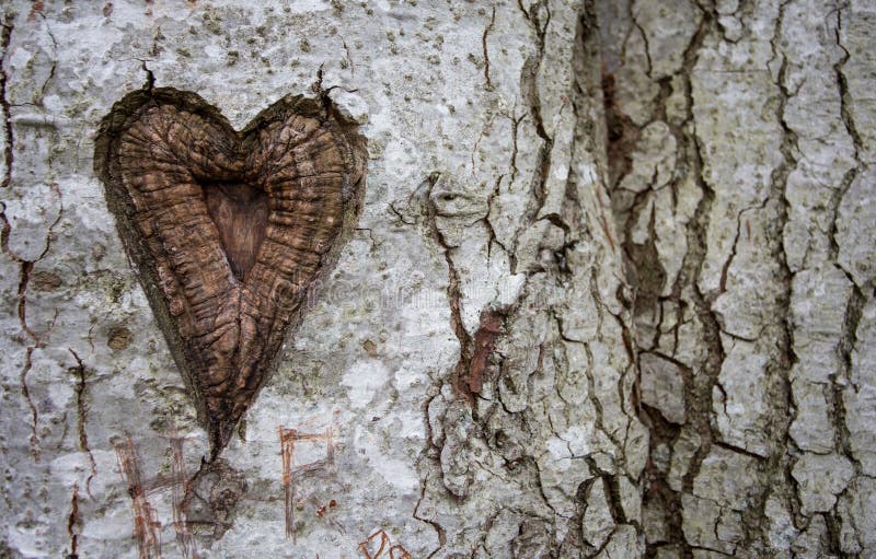 Love Tree Carving stock image. Image of affection, couple - 21733157