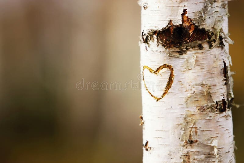 Heart birch tree stock image. Image of white, summer - 74736045