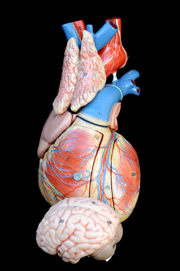 Heart and brain stock image. Image of genius, circulatory - 42905767
