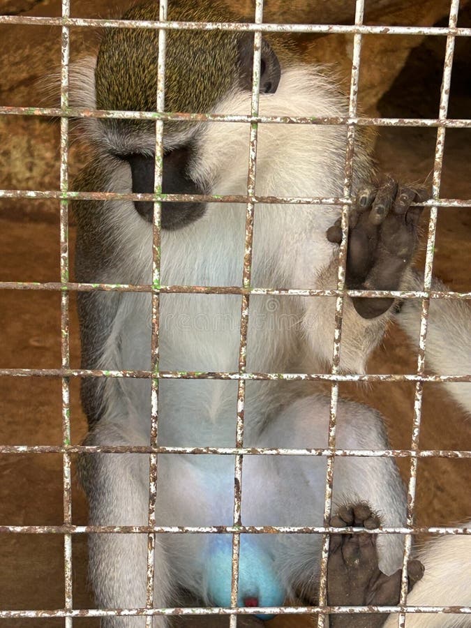 Heart Broken Caged Monkey Behind Bars in a Zoo in Egypt Stock Image ...