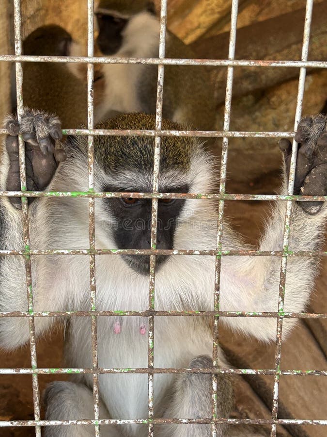 Heart Broken Caged Monkey Behind Bars in a Zoo in Egypt Stock Image ...