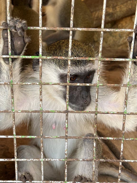 Heart Broken Caged Monkey Behind Bars in a Zoo in Egypt Stock Photo ...