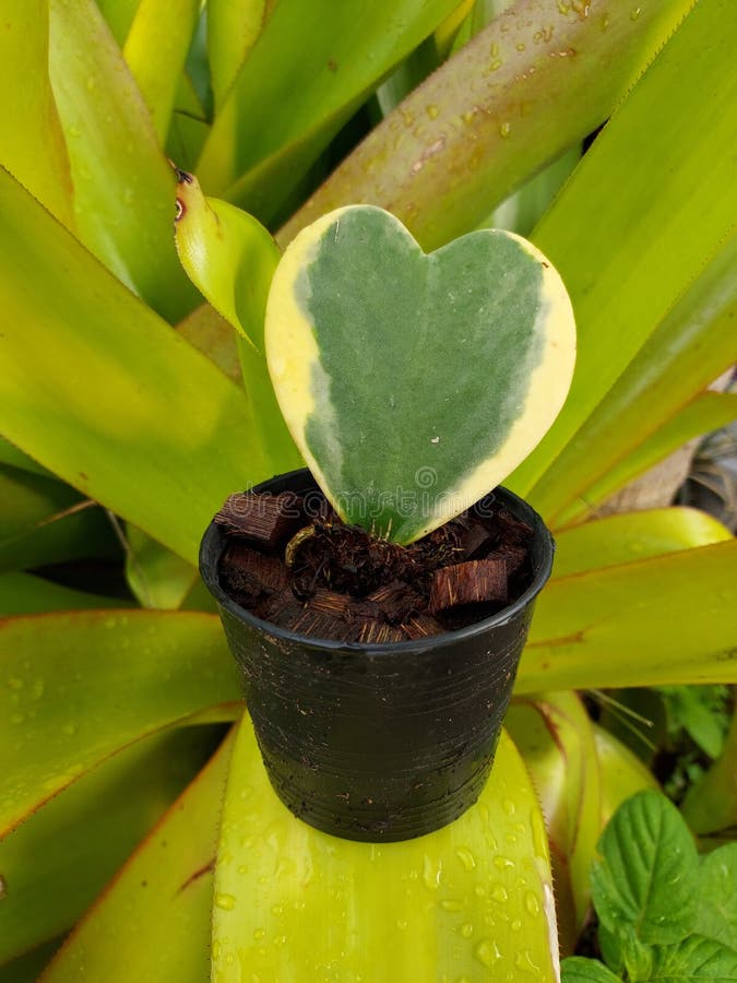Heart cactus plant stock photo. Image of isolated, cacti - 224665404