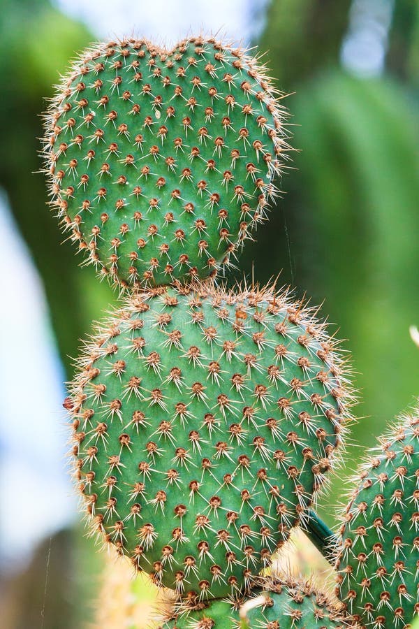Heart Cactus stock photo. Image of flora, flowers, nature - 39182722