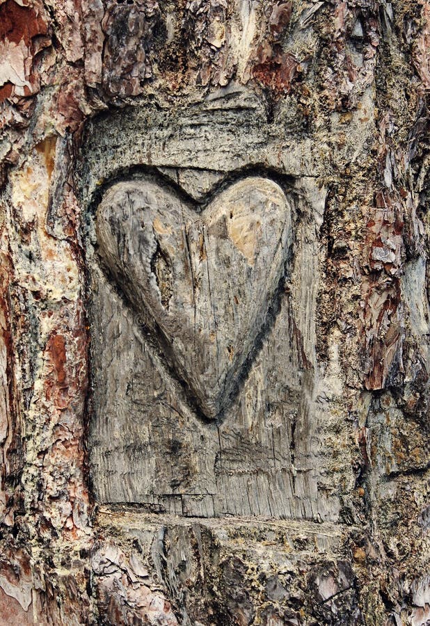Heart Carved in the Bark of a Tree Stock Image - Image of natural ...