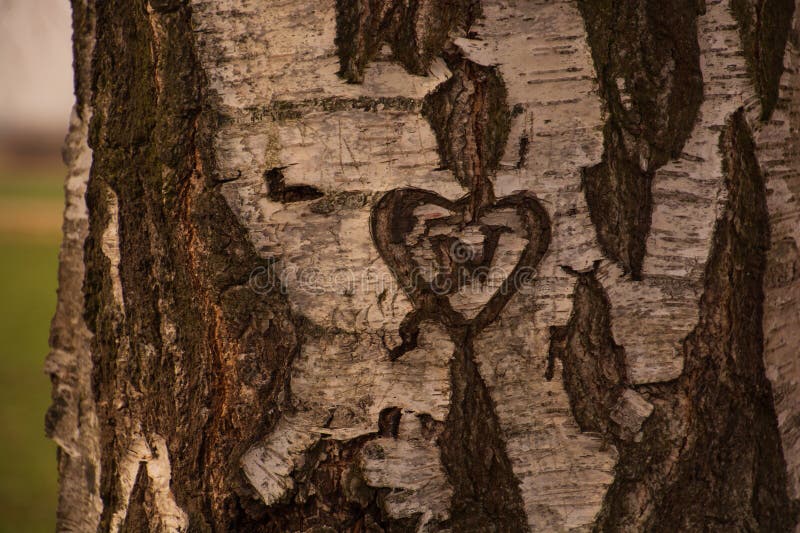 Heart Carved into Birch Tree Bark with a Letter in the Middle Stock ...