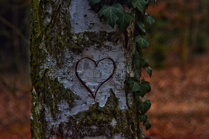 Heart carved in a tree stock photo. Image of sign, heart - 111736642