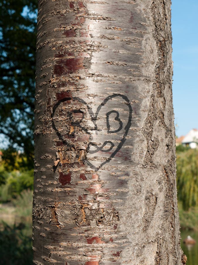 Heart carved into a tree stock photo. Image of trunk - 45509766