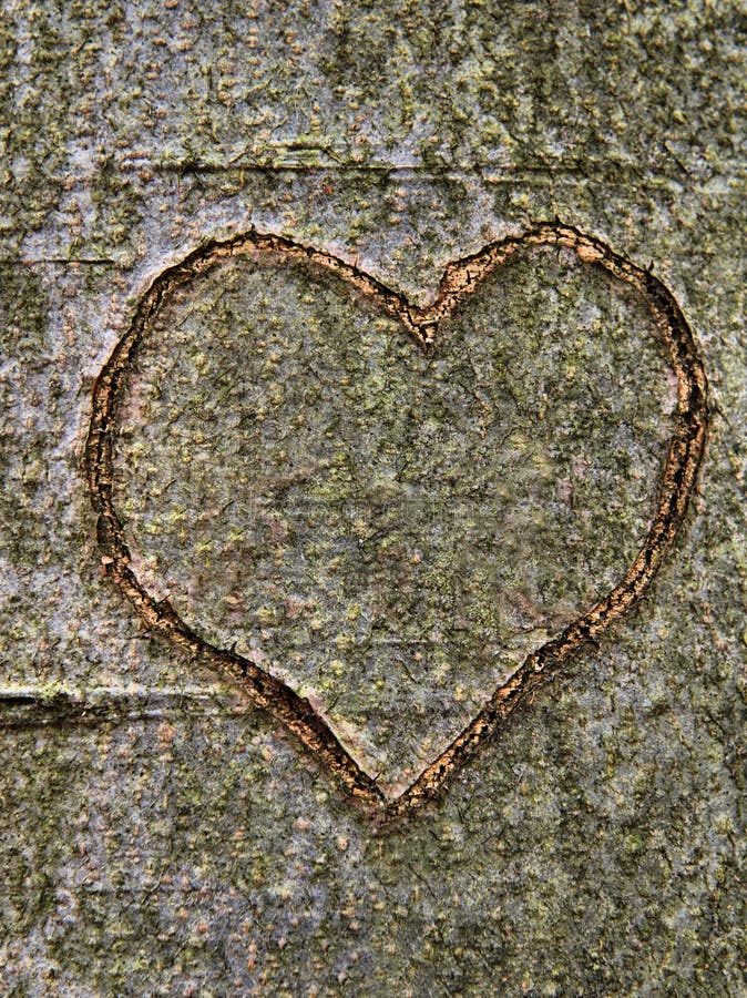Heart carved in tree trunk stock image. Image of conceptual - 16922617