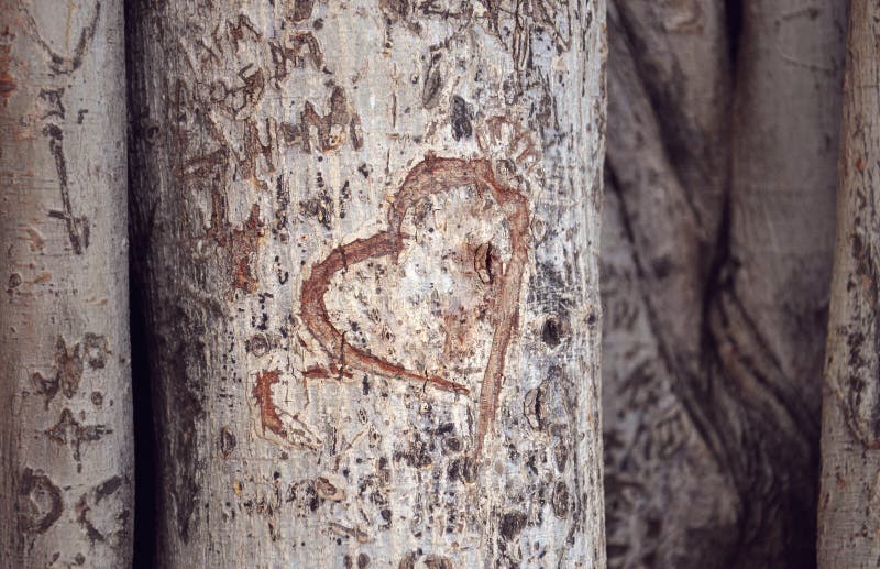 Heart Carved on a Tree Trunk Stock Photo - Image of carved, hawaii ...
