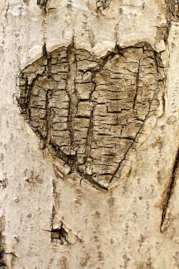 Heart Carved in a Tree Trunk Stock Image - Image of carved, natural ...