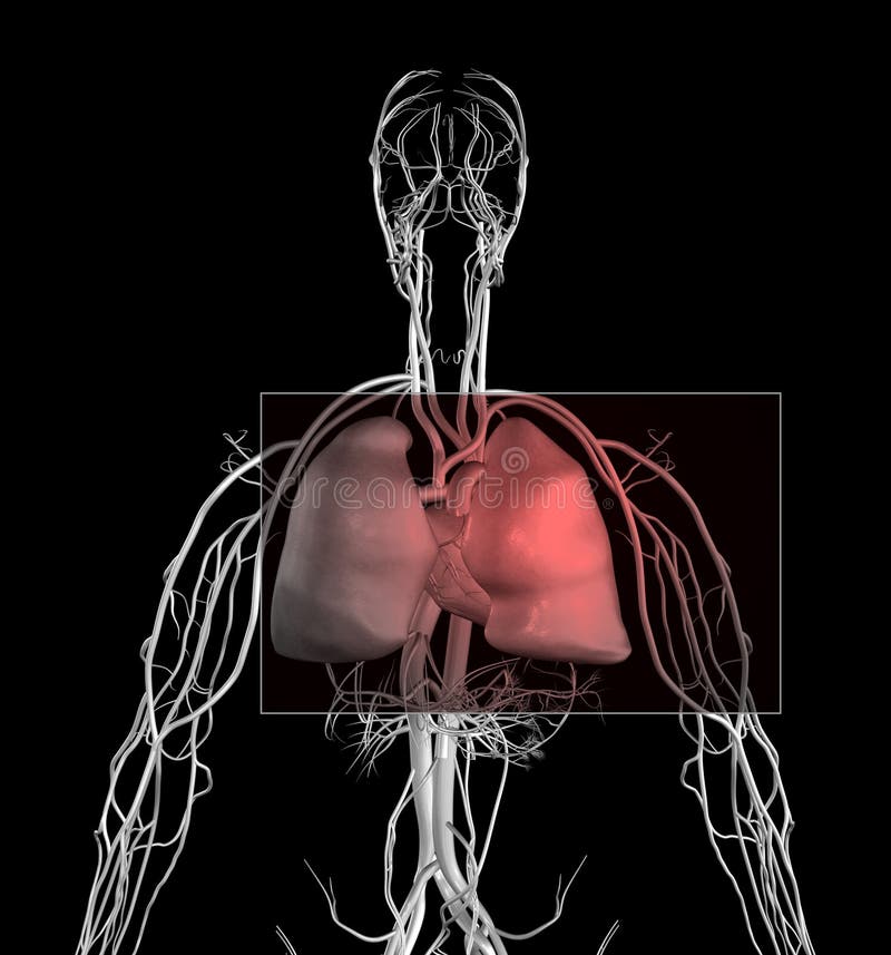 Chest MRI stock illustration. Illustration of human, blue - 3246141