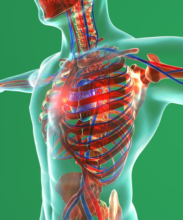 Heart and Chest, Surgery, Human Body, Circulatory System, Man Stock ...