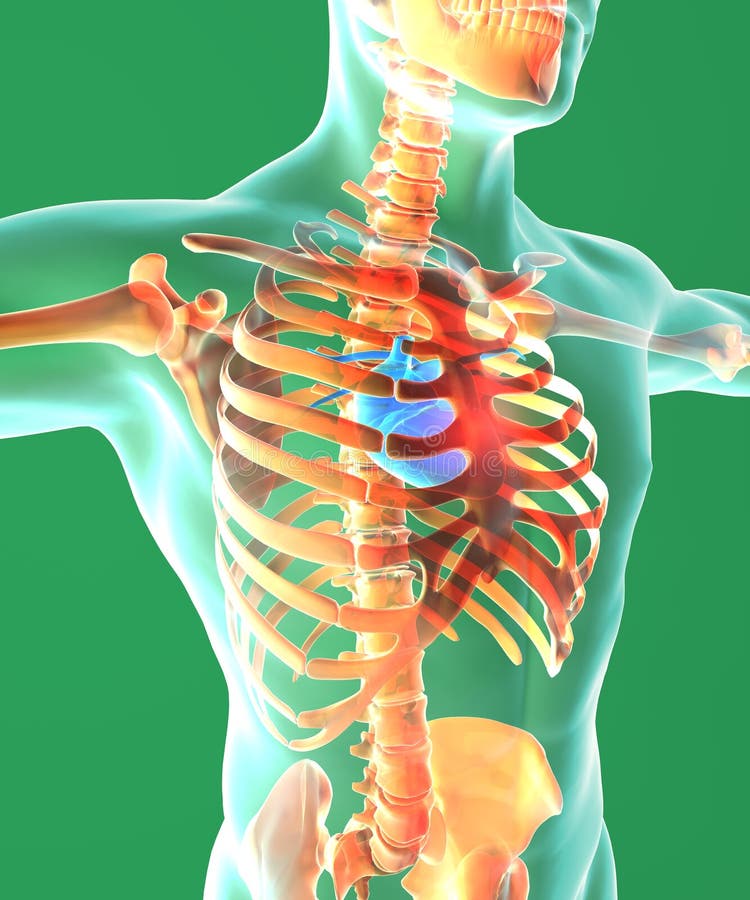 Heart and Chest, Surgery, Human Body, Man Stock Illustration ...