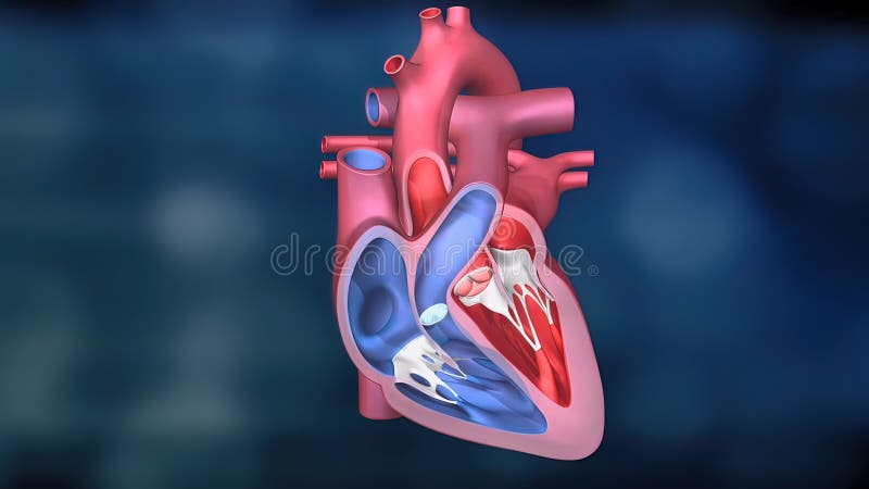 The Heart and Circulatory System Stock Illustration - Illustration of ...