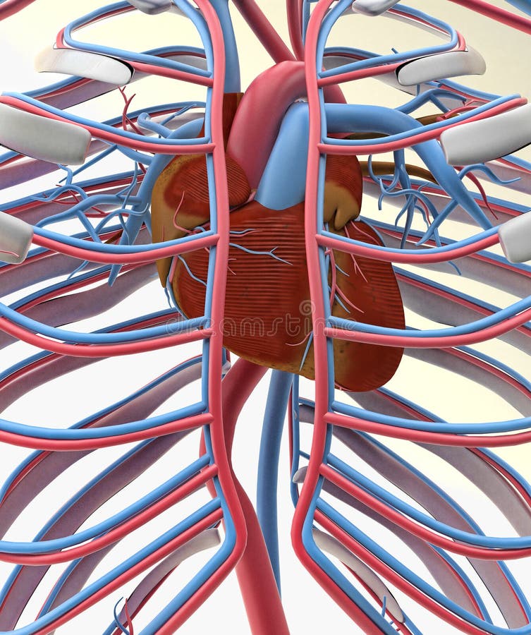 Heart, Circulatory System and Ribs Stock Illustration - Illustration of ...