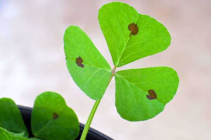 Purple Heart Green Clover 01 Stock Image - Image of botanical, spotted ...