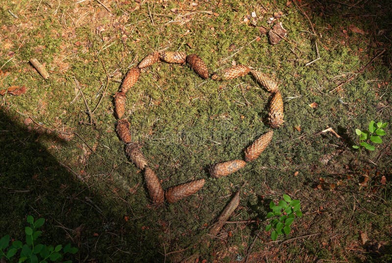 Heart from Cones in Forest. Ecology, Environment Care and Conservation ...
