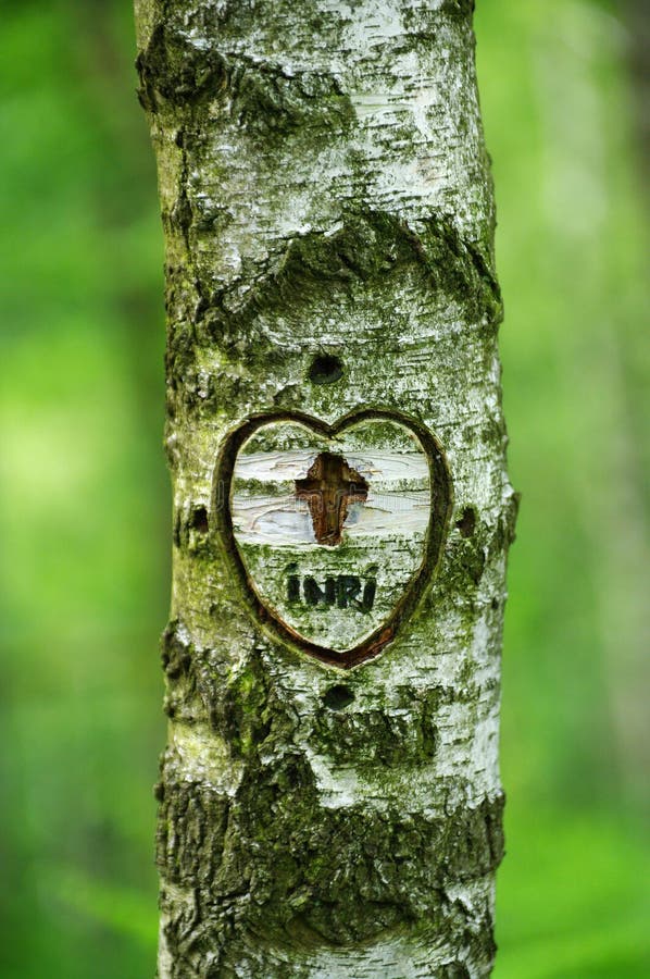 Silver Birch in Fontainebleau Forest Stock Photo - Image of ...