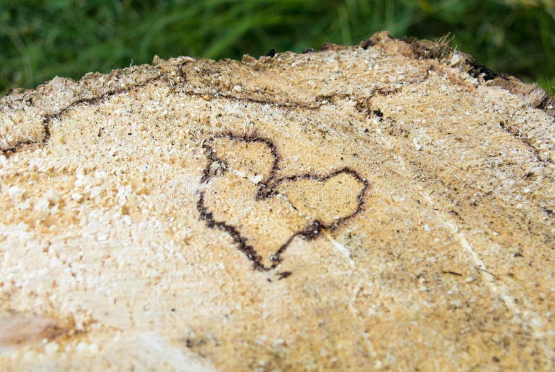 Heart_cut_tree stock photo. Image of cutting, sign, love - 42075848
