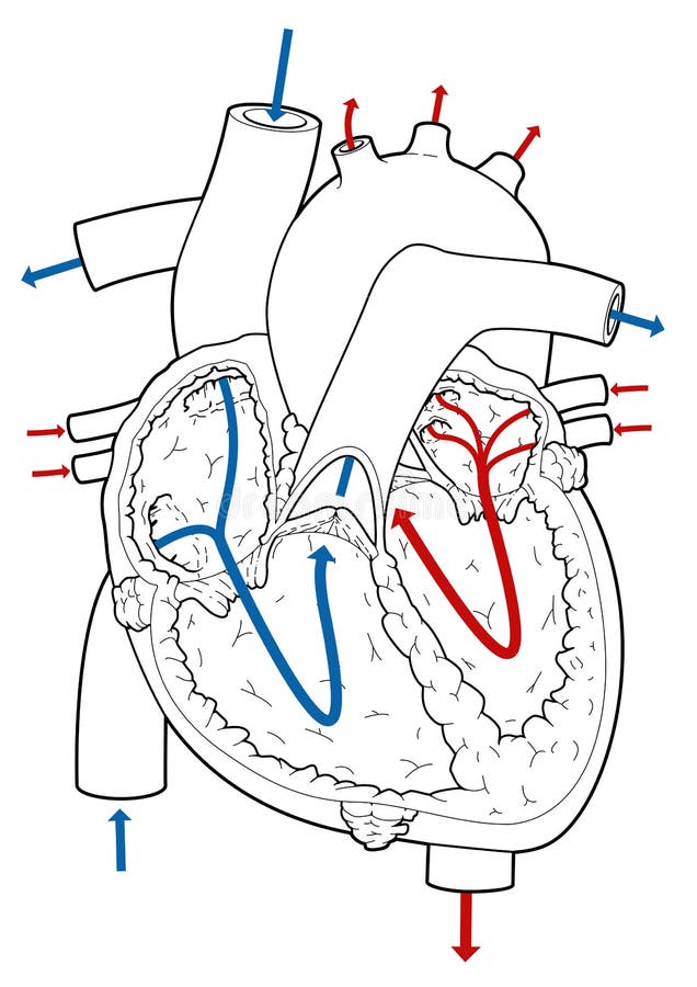 Heart Cutaway stock illustration. Illustration of heart - 14009235