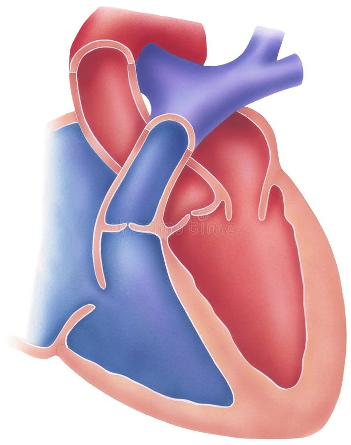 Heart - Cutaway View stock illustration. Illustration of coronary ...
