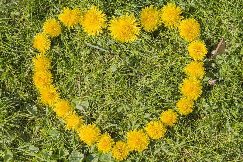 Heart of a Dandelion. Summer Flower Structure. Stock Photo - Image of ...