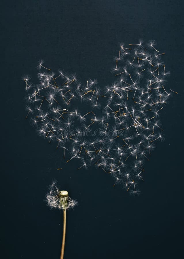 Heart of a Dandelion. Summer Flower Structure. Stock Photo - Image of ...