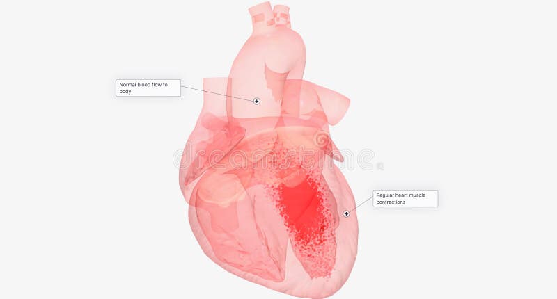 The Heart with Digitalis Preparations Stock Illustration - Illustration of medical, health ...