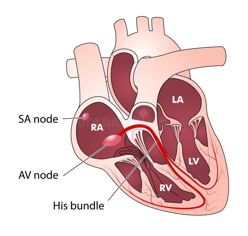 Conduction Stock Illustrations – 1,508 Conduction Stock Illustrations ...