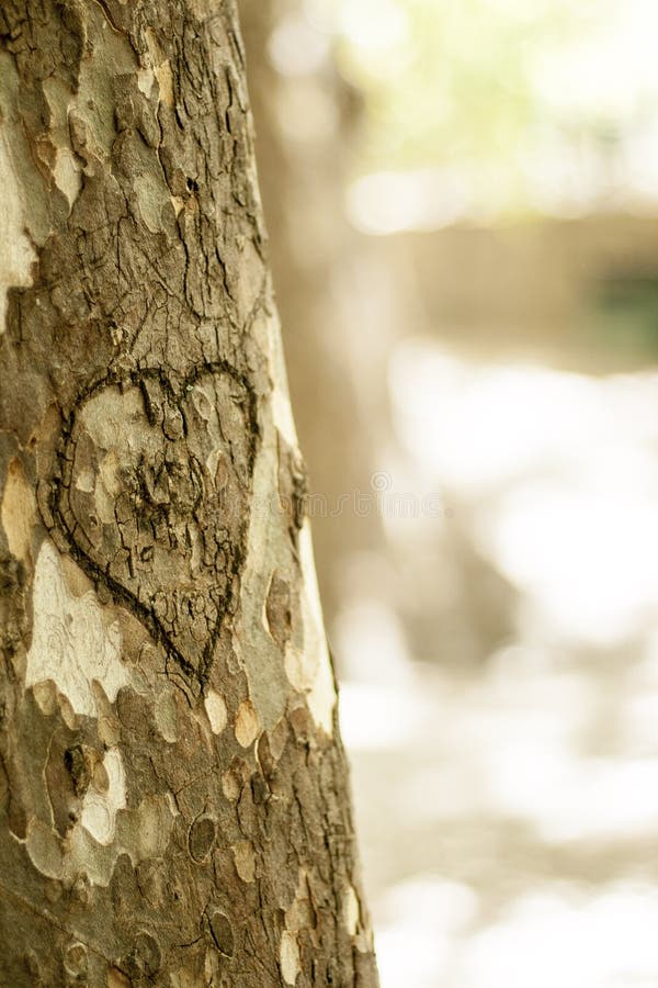 Heart Engraved in the Trunk of a Tree Stock Photo - Image of forest ...