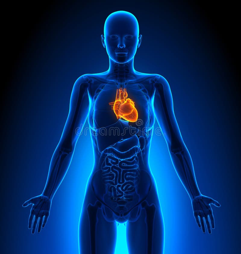 Heart - Female Organs - Human Anatomy Stock Illustration - Illustration ...