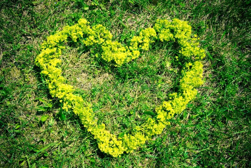 Heart of a Flower on the Grass Stock Image - Image of calm, lawn: 31212929