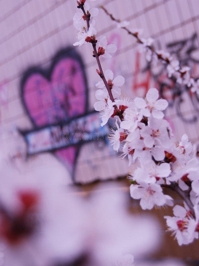 Heart and Flowers in the Spring Time Stock Image - Image of cherry ...