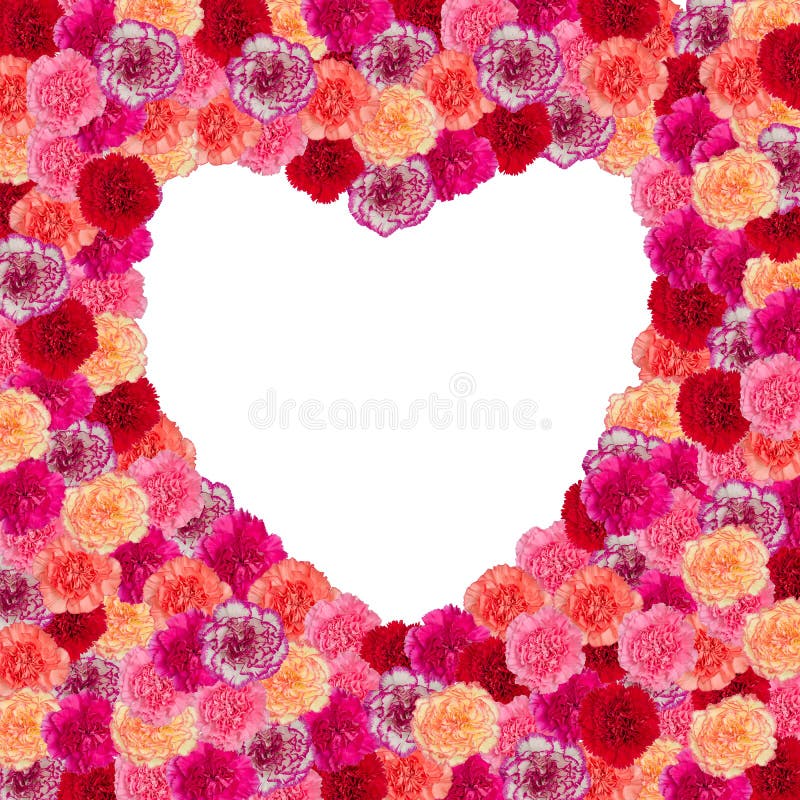 Carnation border stock photo. Image of dyanthus, botany - 4883624