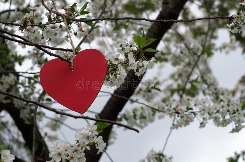 Heart Hanging in Blooming Tree Stock Image - Image of package ...