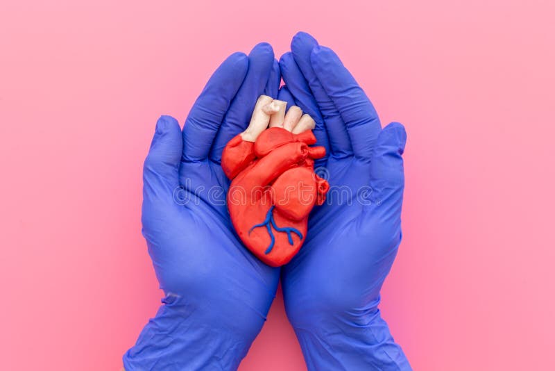 Heart Health Concept with Hands and Human Heart Model Stock Image ...