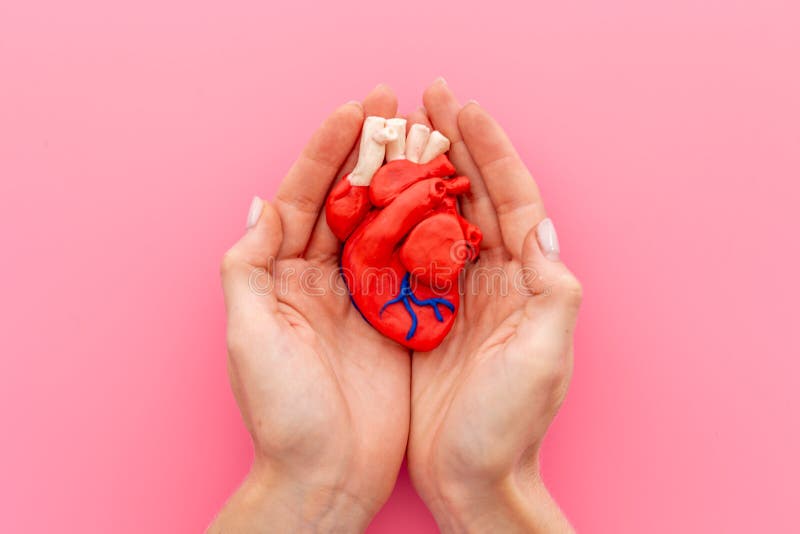 Heart Health Concept with Hands and Human Heart Model Stock Image ...