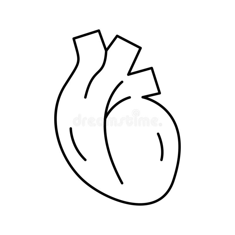 Heart, Human Body Organ, Human Heart, Anatomical Heart Icon Stock ...