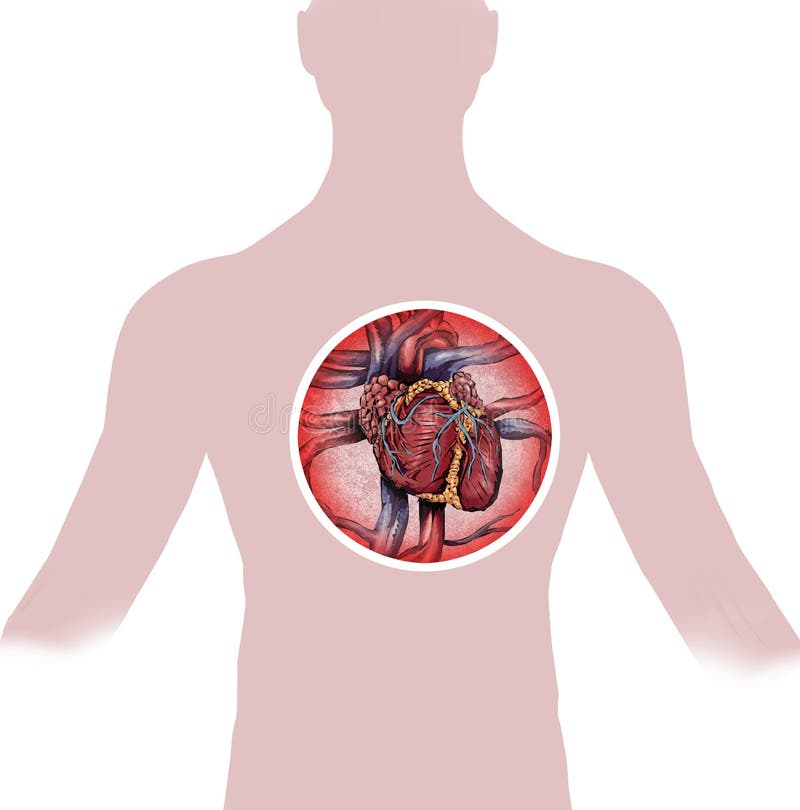 Heart and Human Vascular System Stock Illustration - Illustration of ...