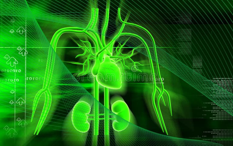 Kidney Circulation Stock Illustrations – 597 Kidney Circulation Stock ...