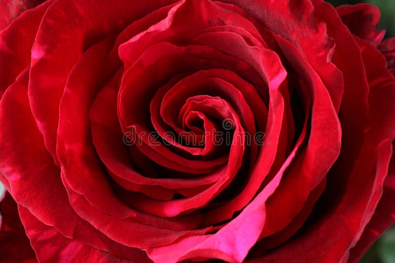 Heart of a Large Marbled Red Rose. Closeup Stock Photo - Image of love ...